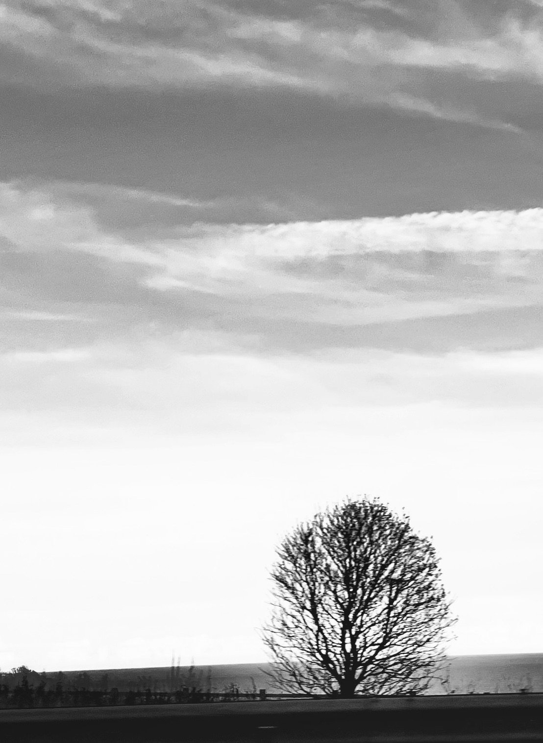 Monochrome Trees – Wandering Teresa