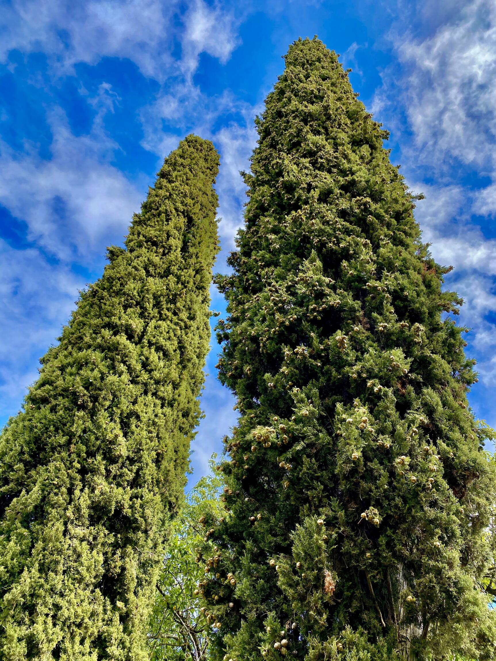 Pencil Pine – Wandering Teresa