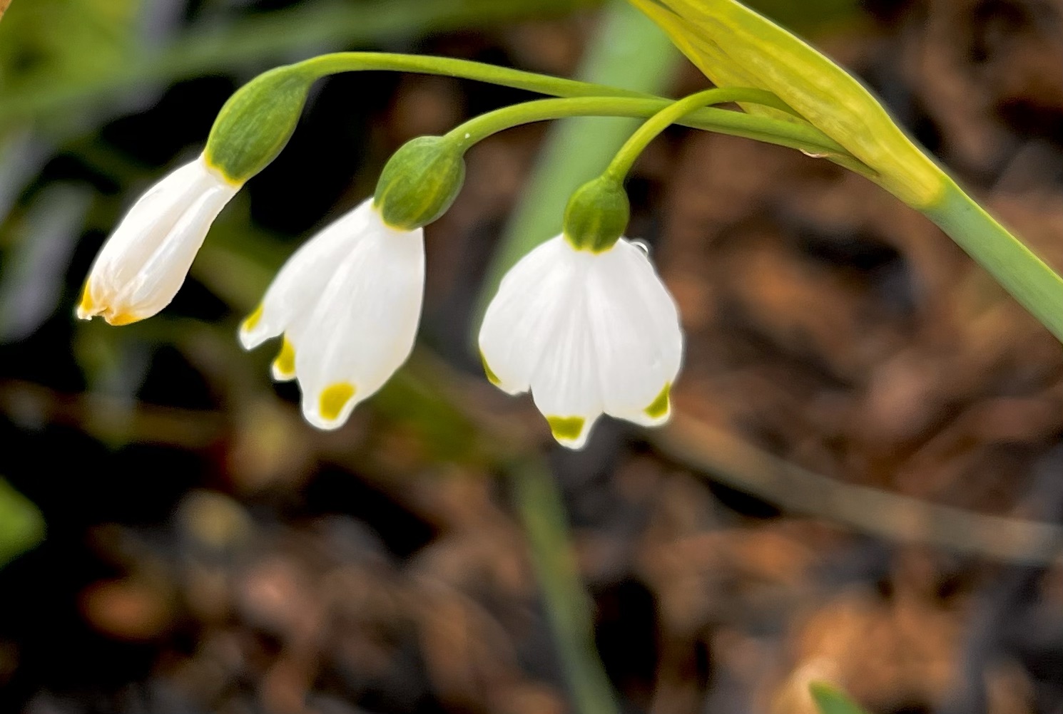 She lost herself in the trees – Wandering Teresa