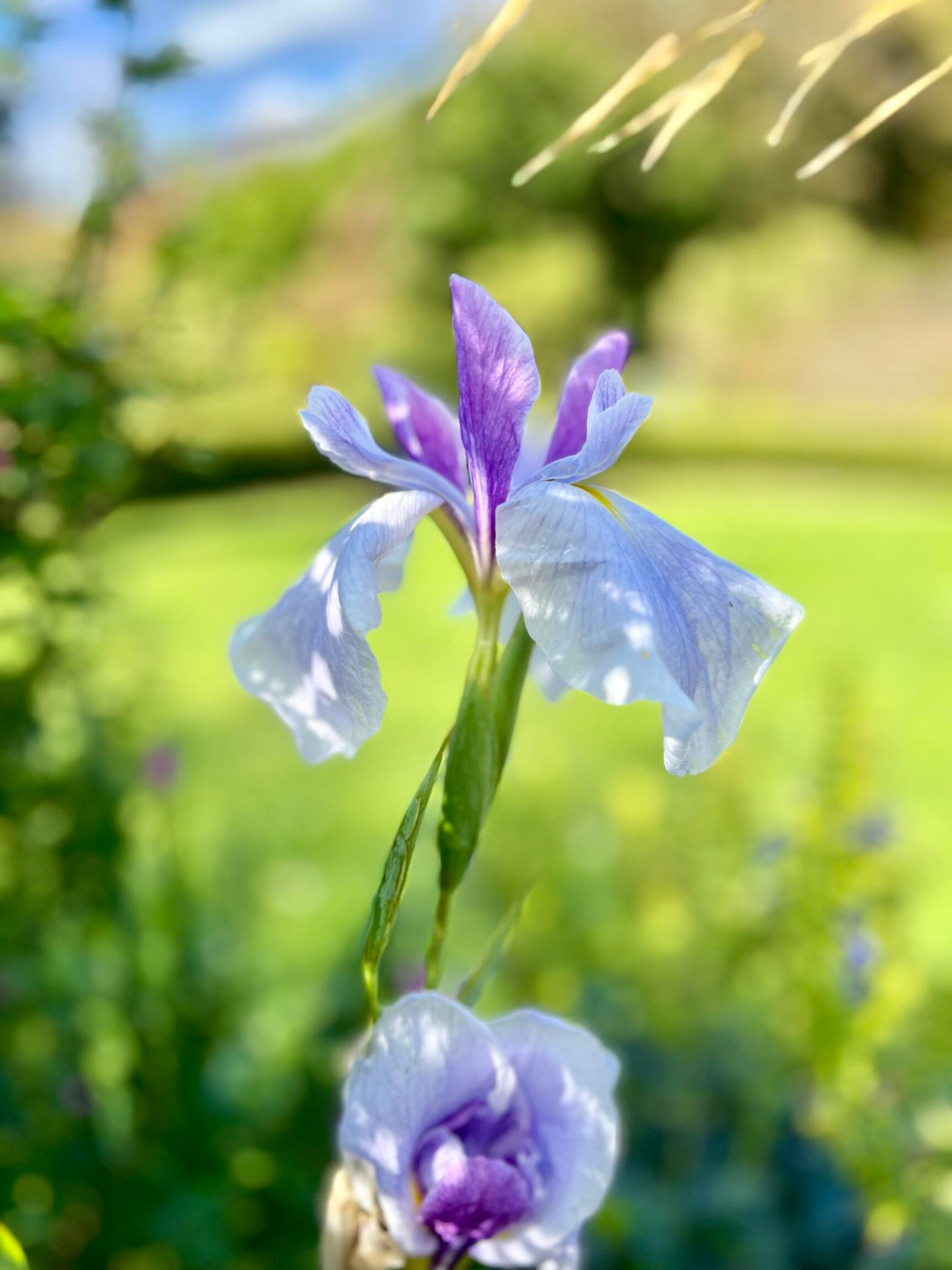 Delicate – Wandering Teresa