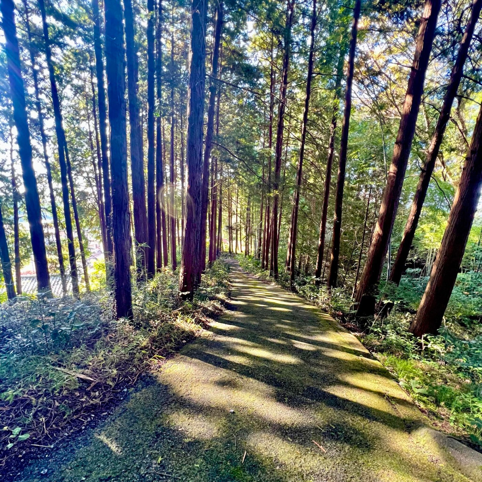 Shadow Trail in Obuchi Sasaba – Wandering Teresa