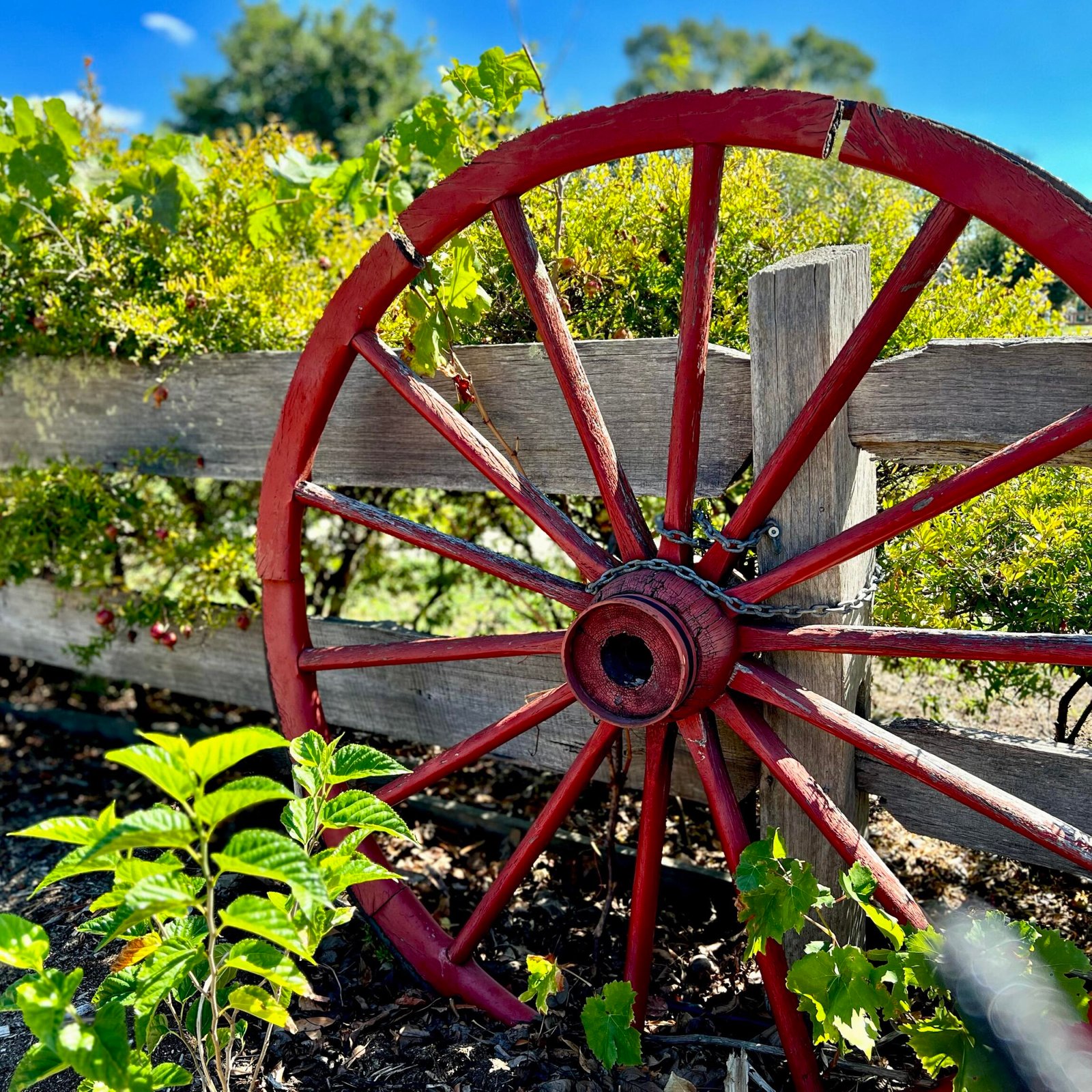 At the Old Cheese Factory – Wandering Teresa
