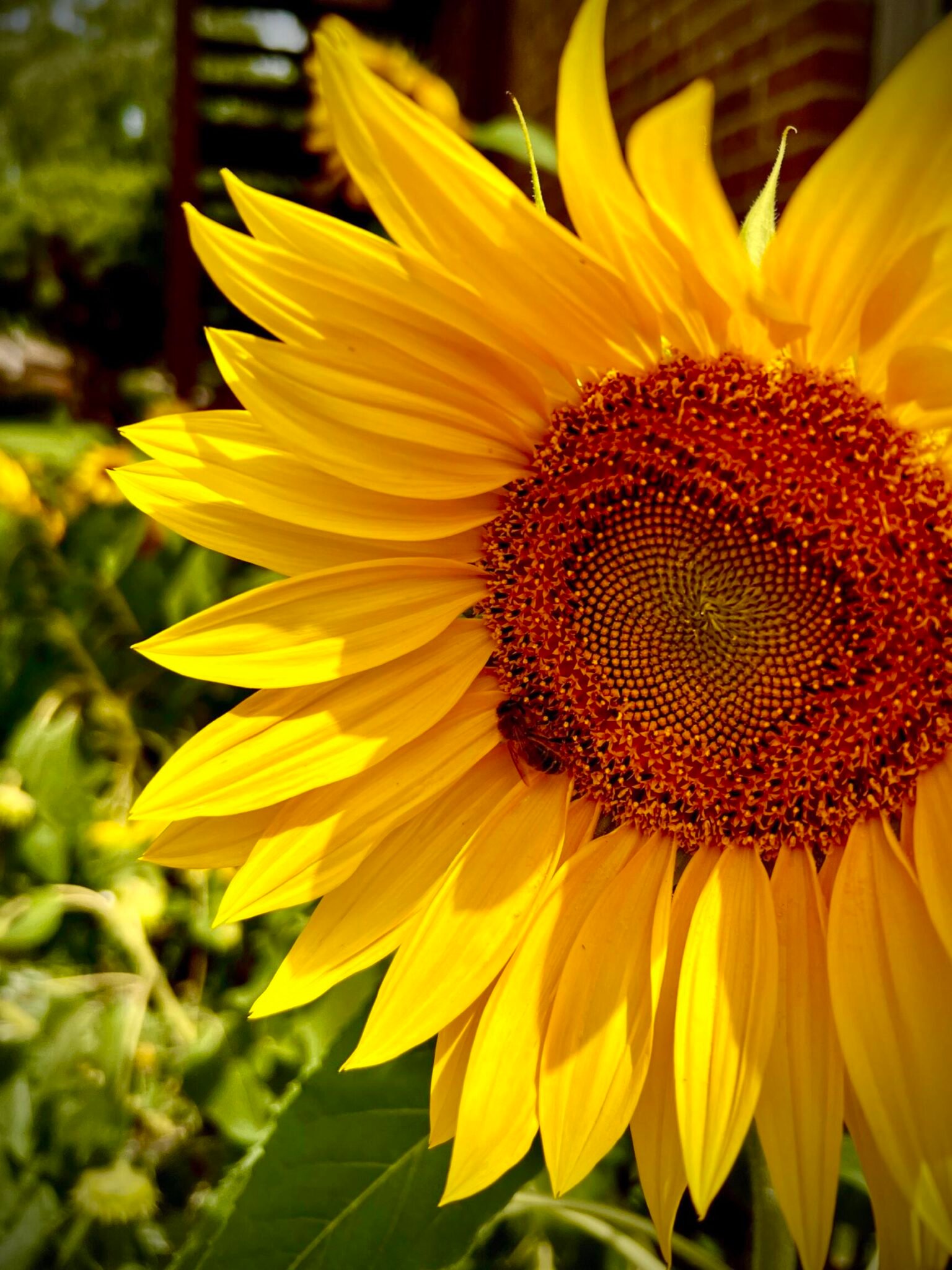 Floral Friday: Yellow – 40 – Wandering Teresa