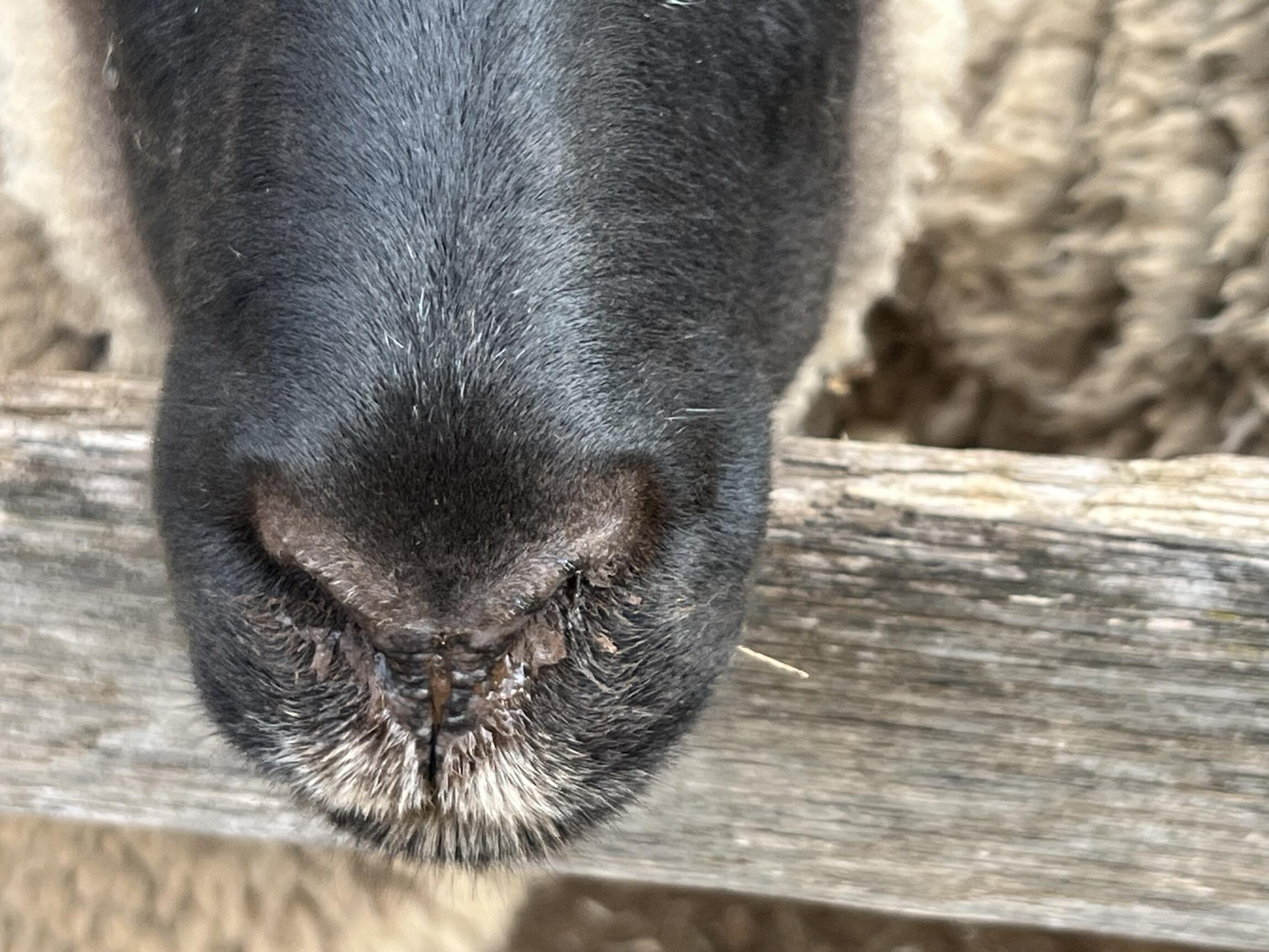 My Go-to Place: Phillip Island – Wandering Teresa