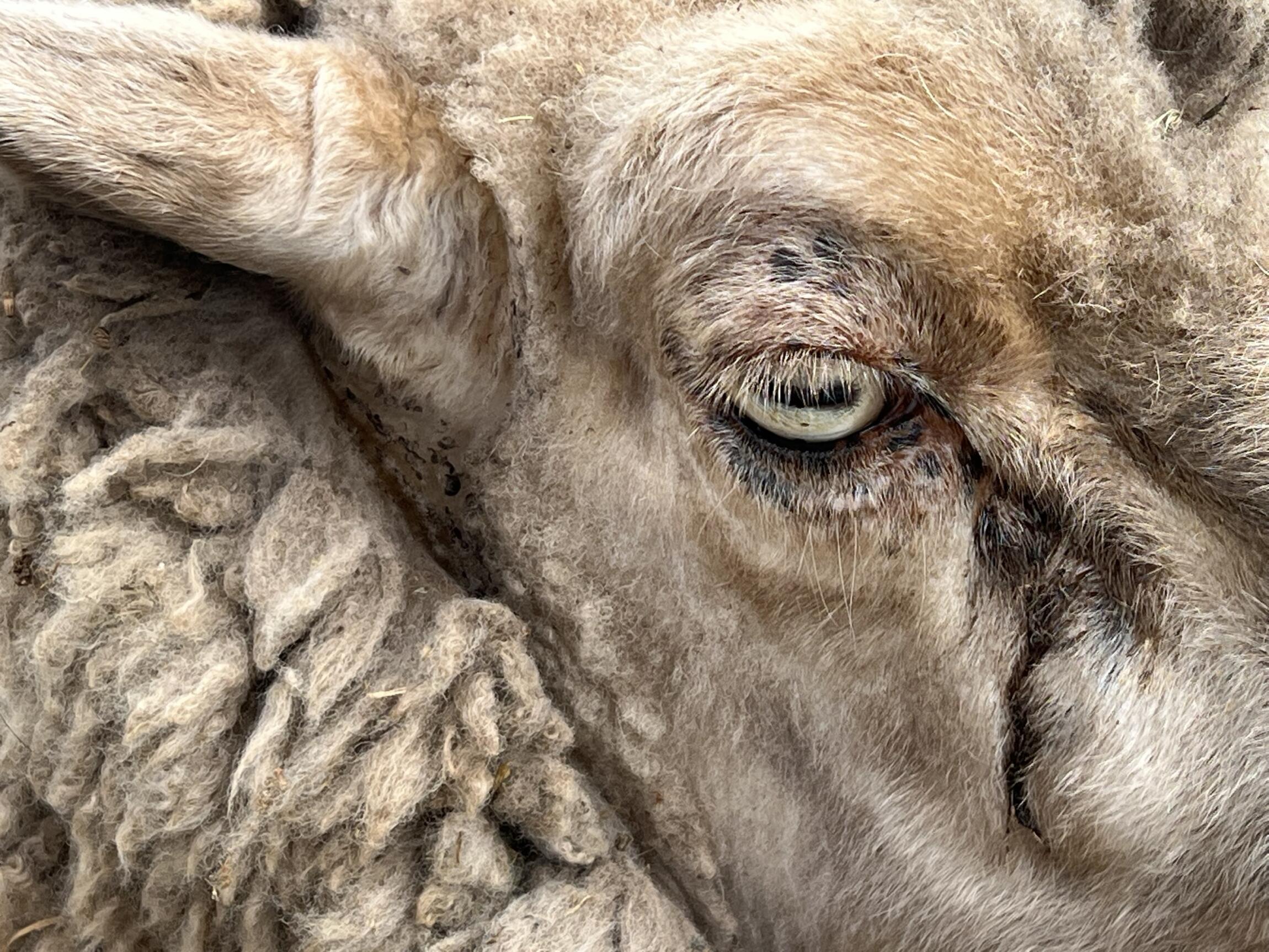 My Go-to Place: Phillip Island – Wandering Teresa