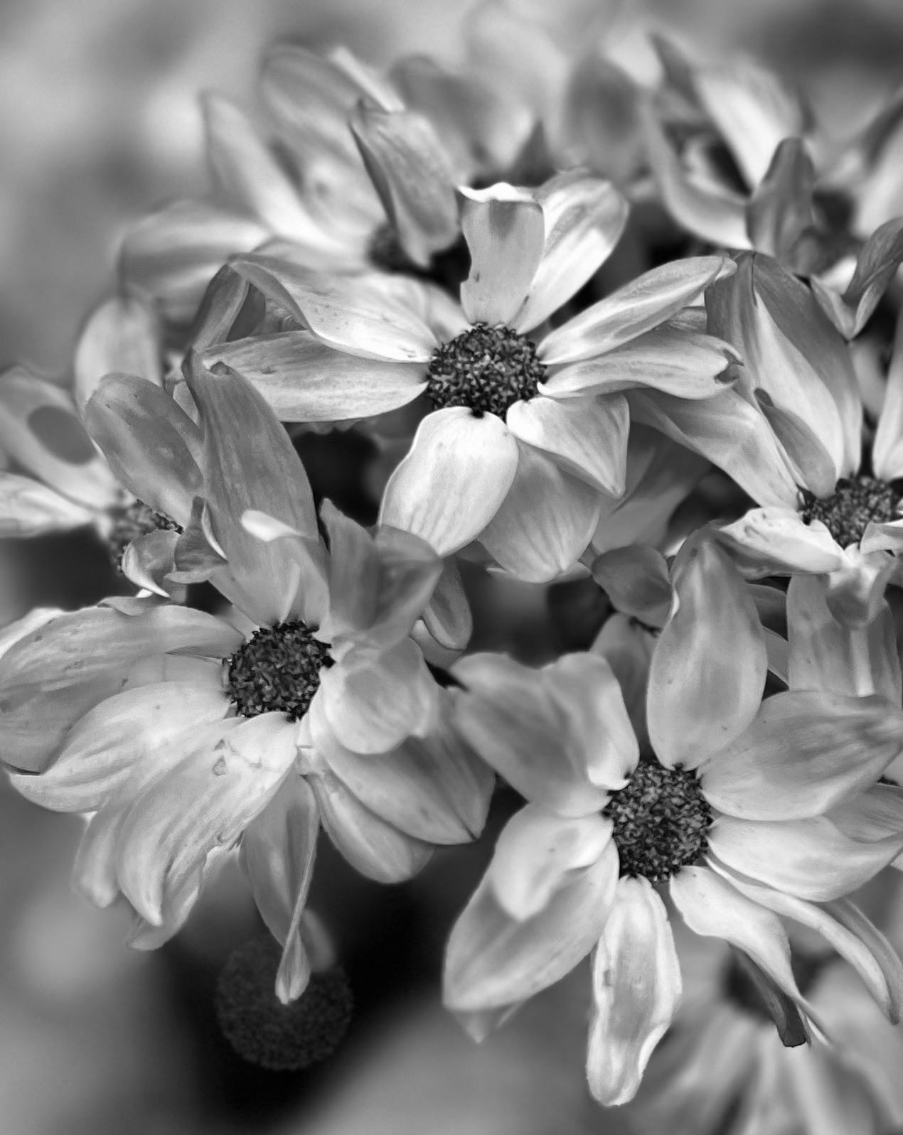 Flowers at the Wilson Botanic Park – Wandering Teresa