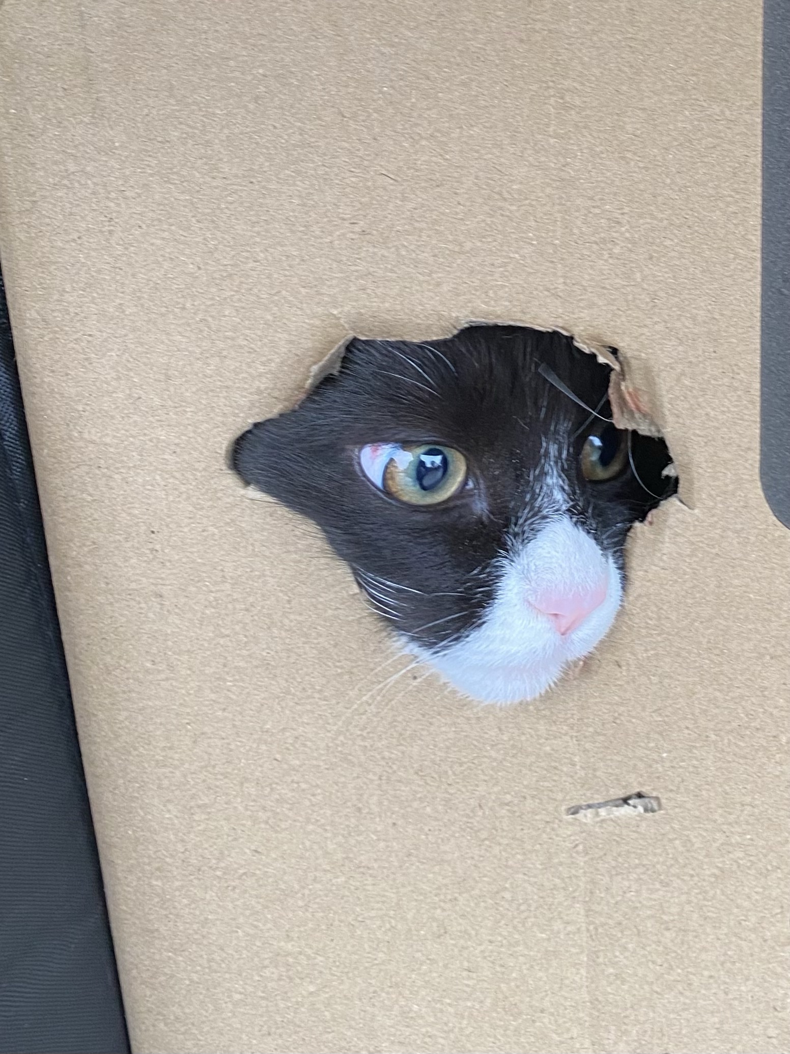 Bidding farewell to a stray cat… – Wandering Teresa